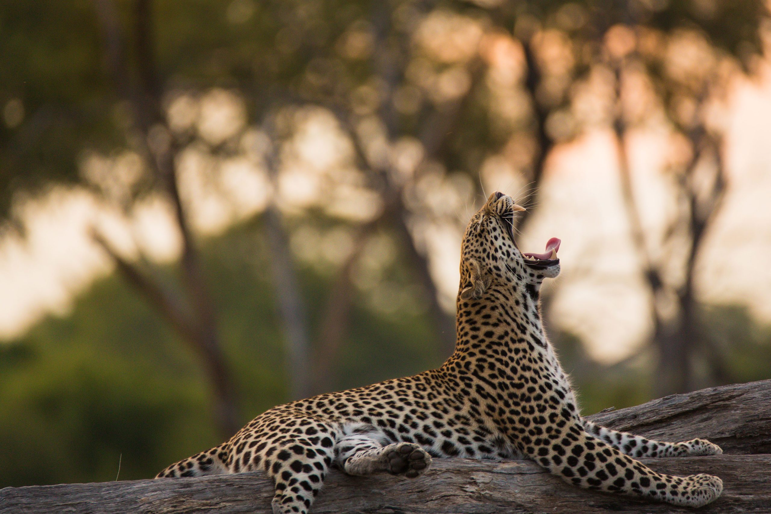 Sango Safari Camp - Biggestleaf Travel
