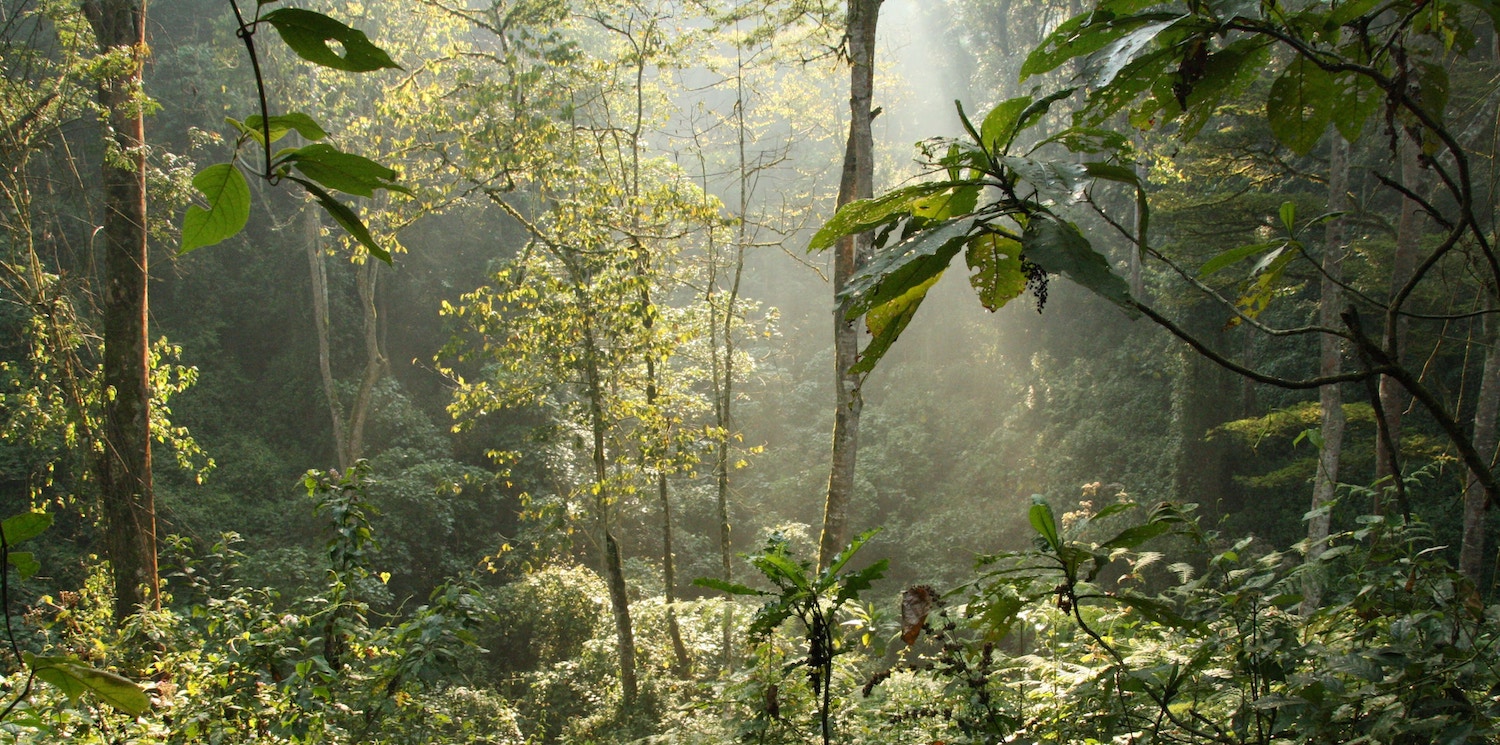 Carbon Offsetting for Sustainable Safaris in Africa | Biggestleaf Travel